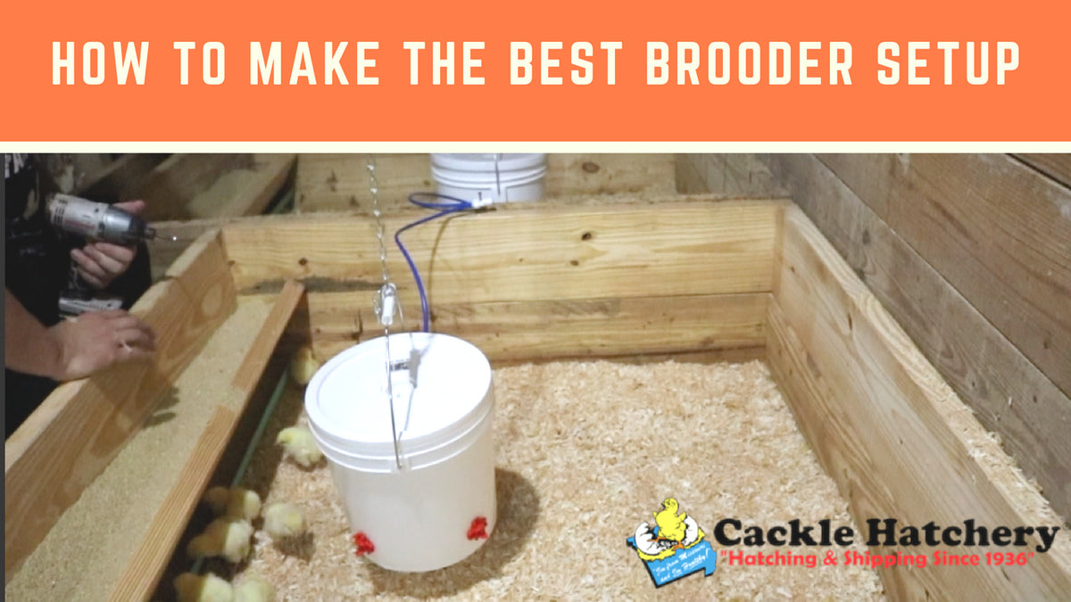 How to make the Best Brooder – Farmer Brad