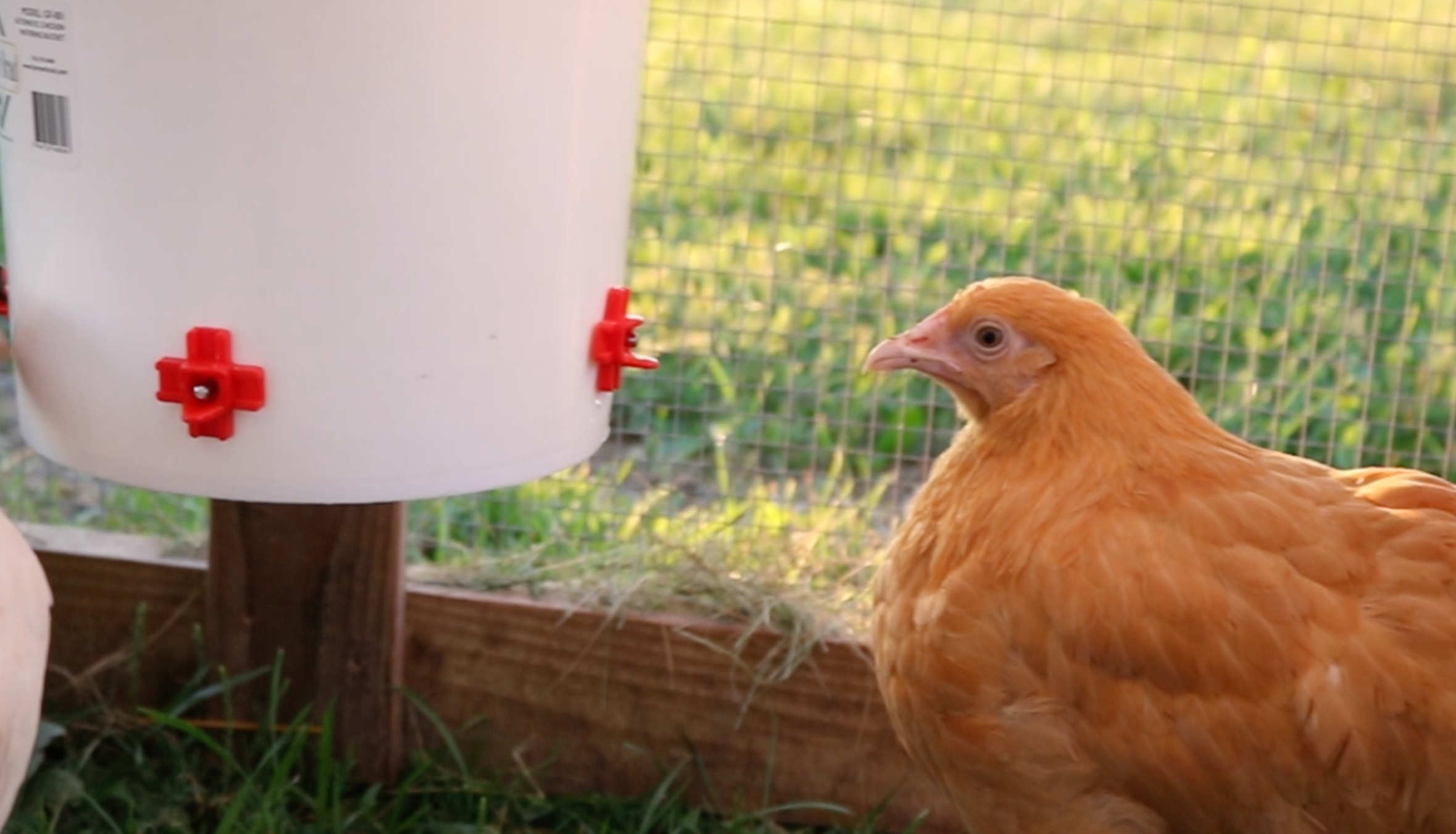 Automatic Chicken Waterer (2 Gallon) – Farmer Brad